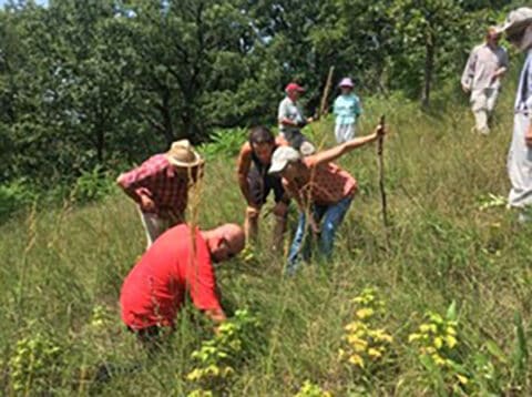Alexander Oak Savanna - Prairie Enthusiasts