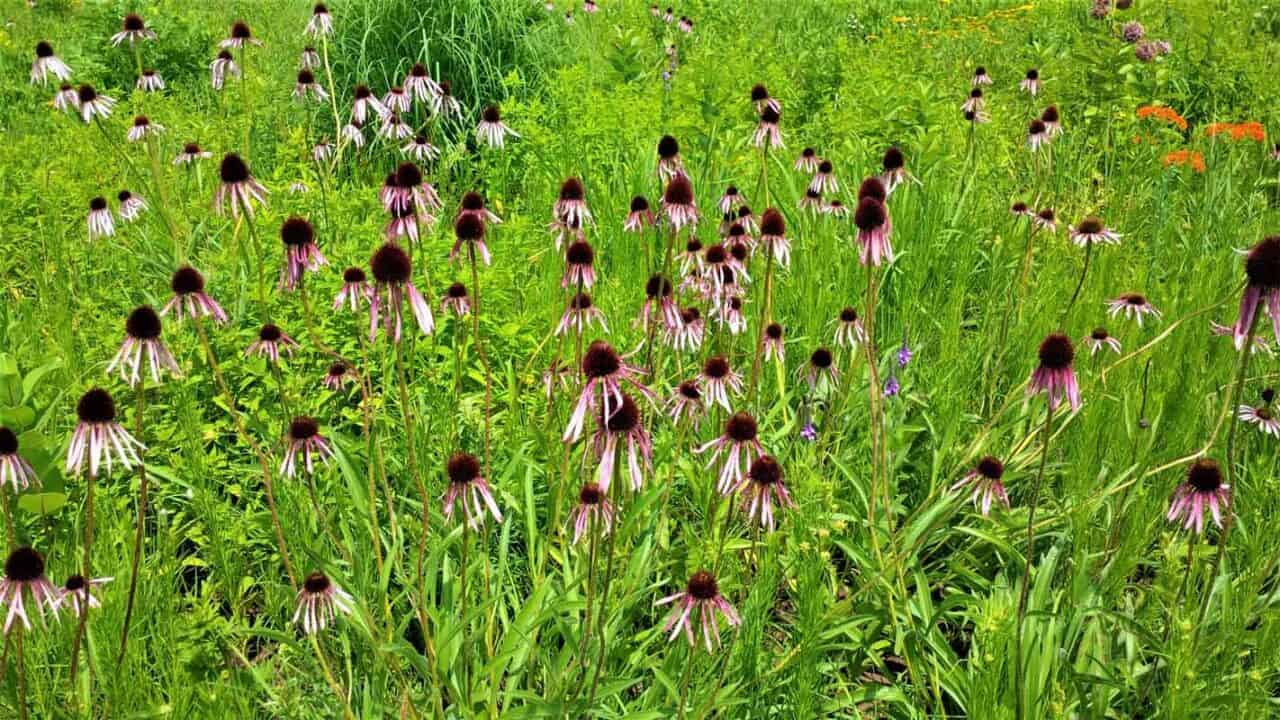 Northwest Illinois Sites - Prairie Enthusiasts