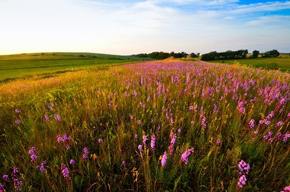 Visit Your Local Prairie - The Prairie Enthusiasts Public Land
