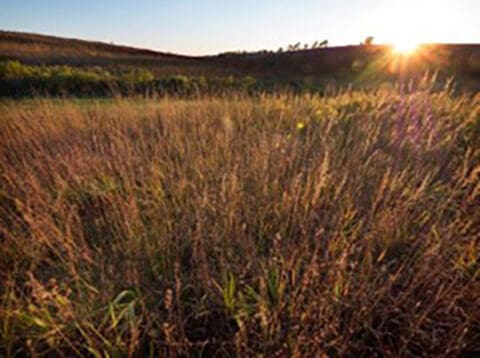 Thomas Tract - Prairie Enthusiasts
