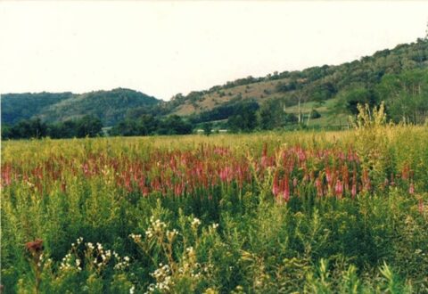 Thomas Wet Prairie | Prairie Enthusiasts