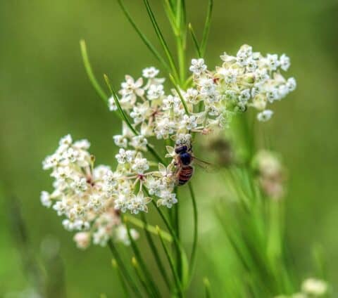 Vale Prairie | Prairie Enthusiasts