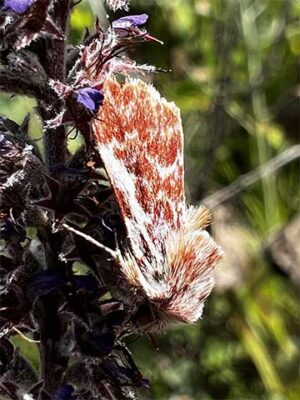Moths, Caterpillars, and Restoration of Remnants | Prairie Enthusiasts