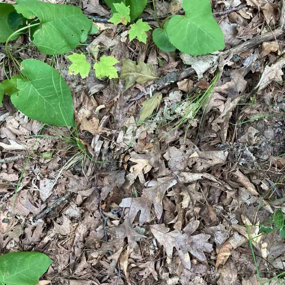 Stability Part One: Why I Recommend Frequent Dormant Season Burning ...
