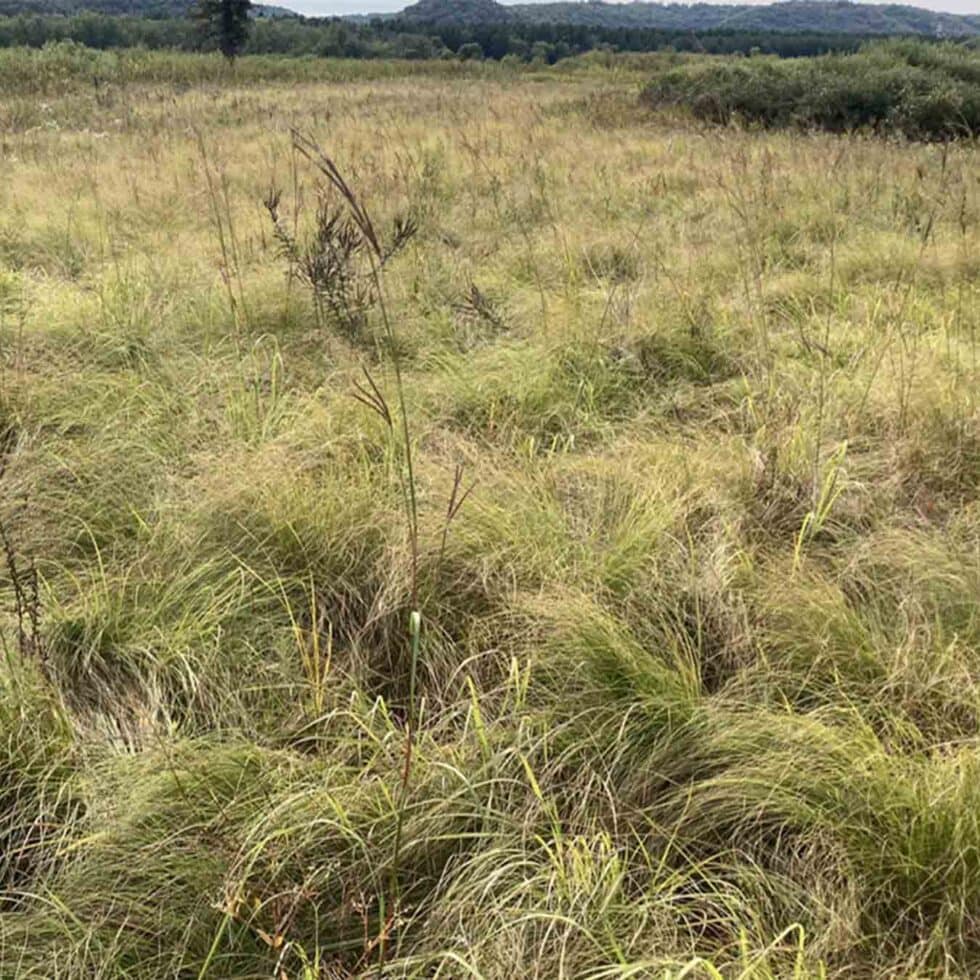 Stability Part One: Why I Recommend Frequent Dormant Season Burning ...