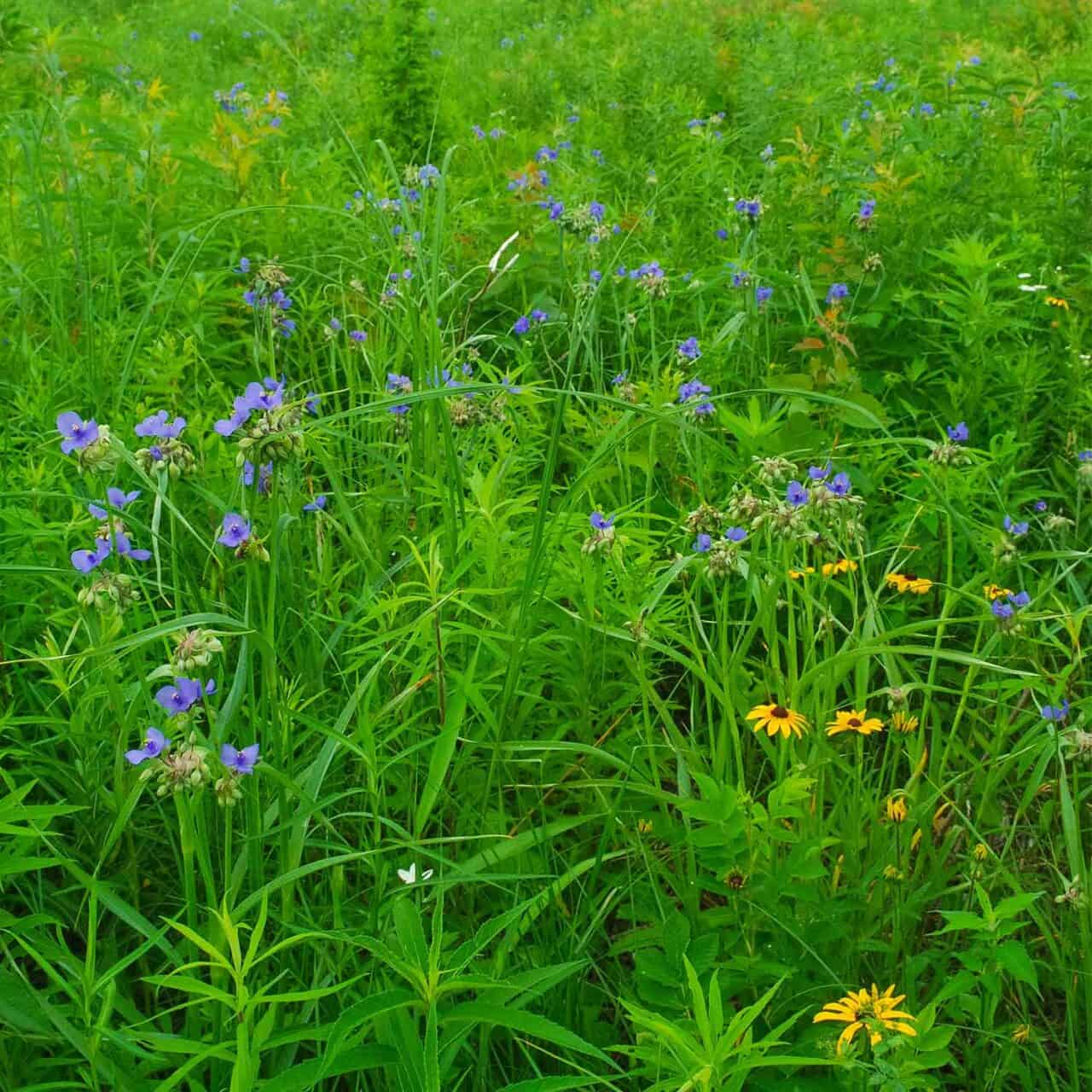 A Legacy of Land Stewardship Continues for a Rare Habitat in Rock ...