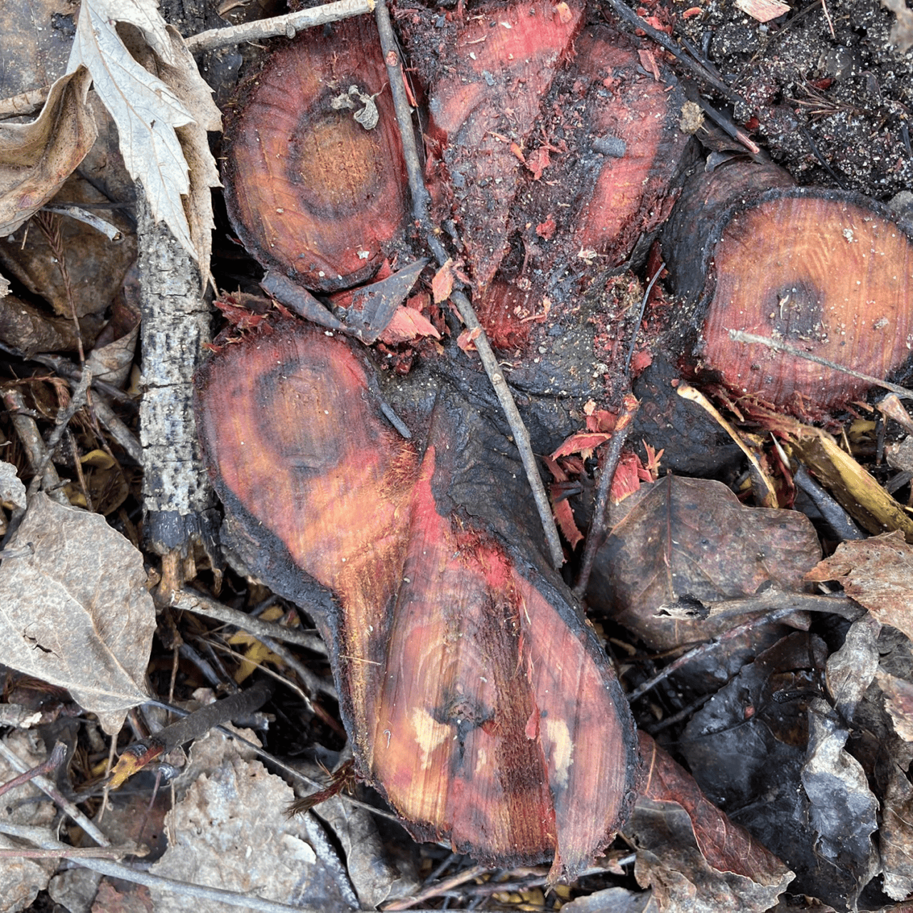 Stability Part Three: Promoting Old Growth and Controlling Unwanted ...