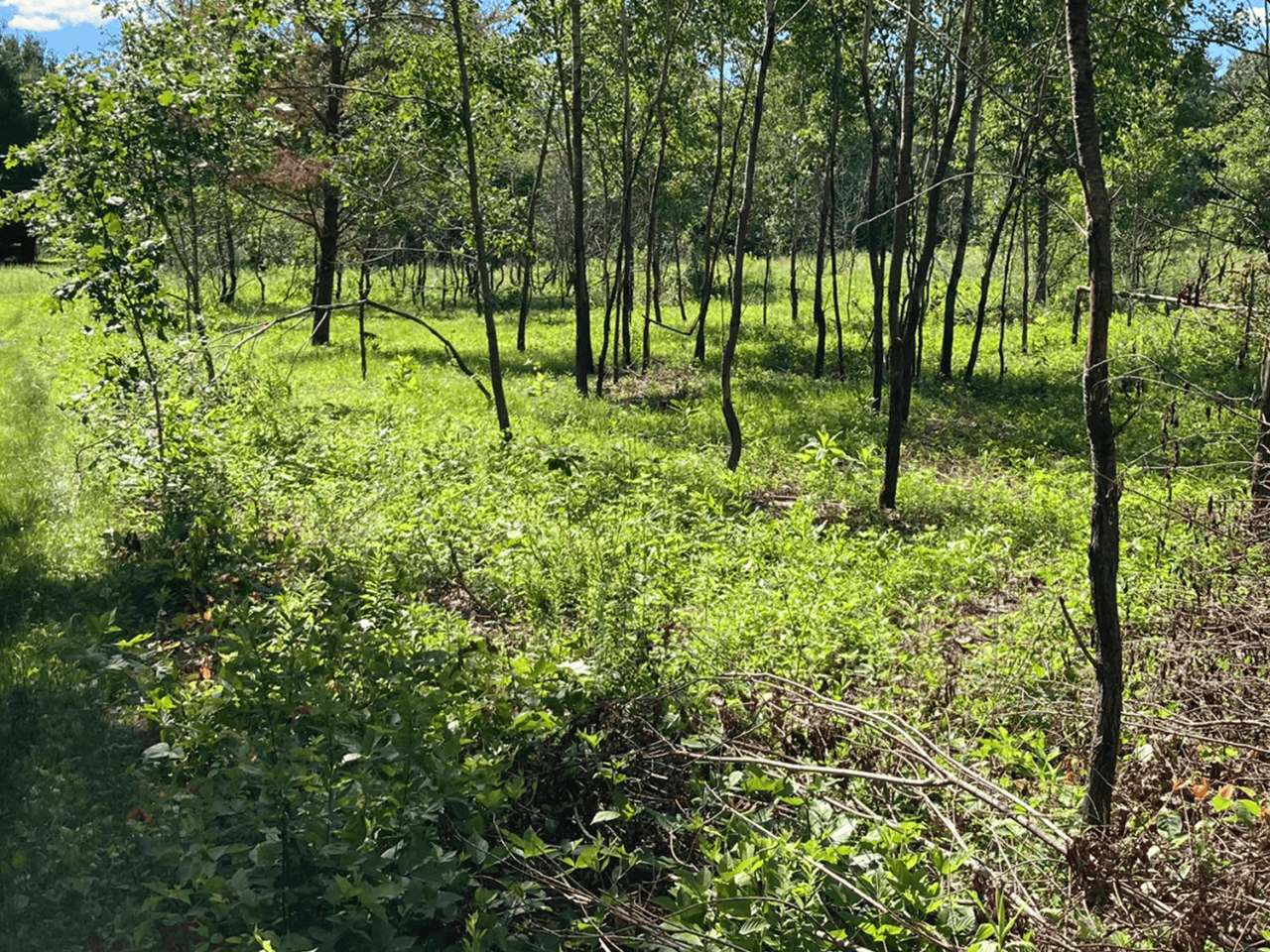 Stability Part Three: Promoting Old Growth and Controlling Unwanted ...