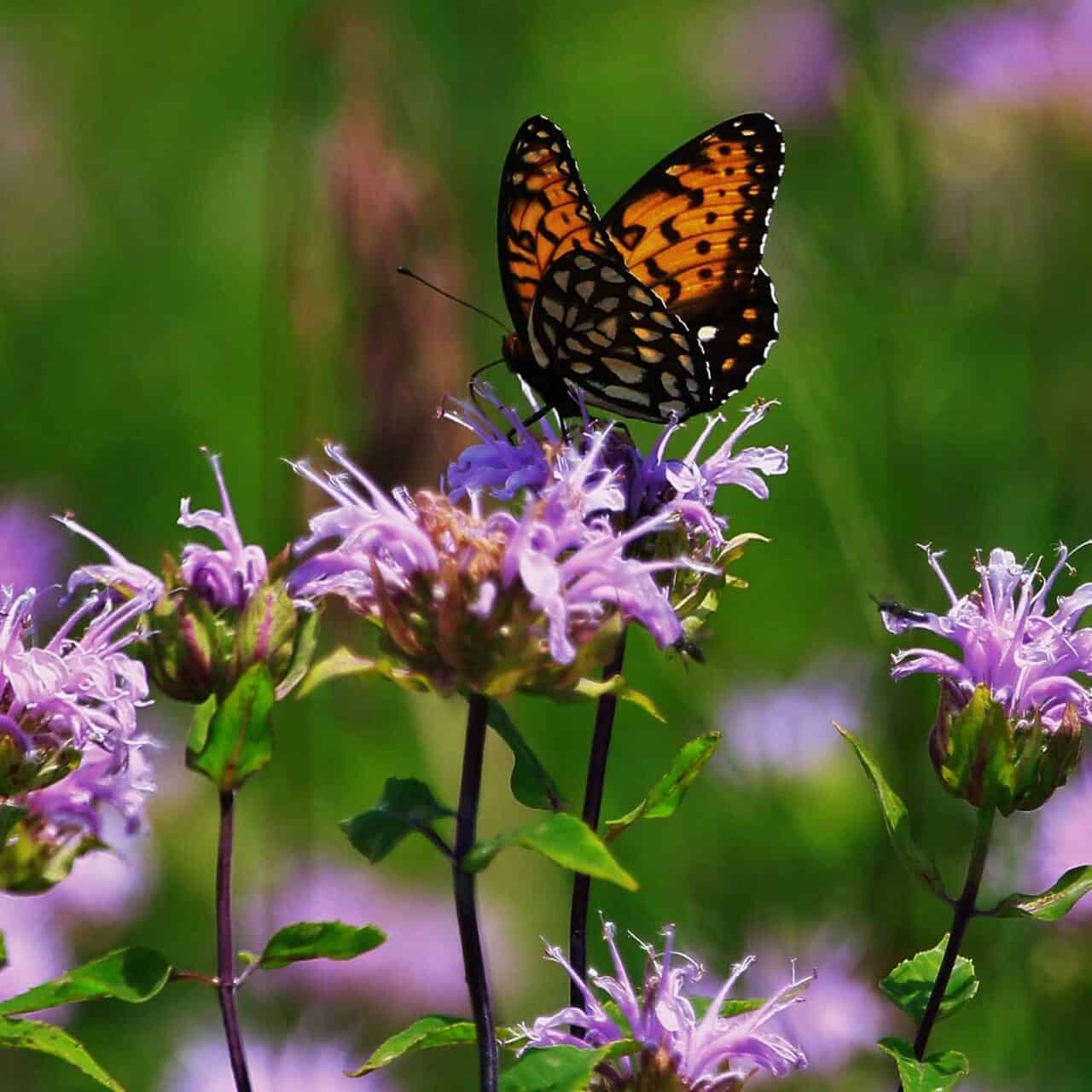 Muralt Bluff Prairie | Prairie Enthusiasts